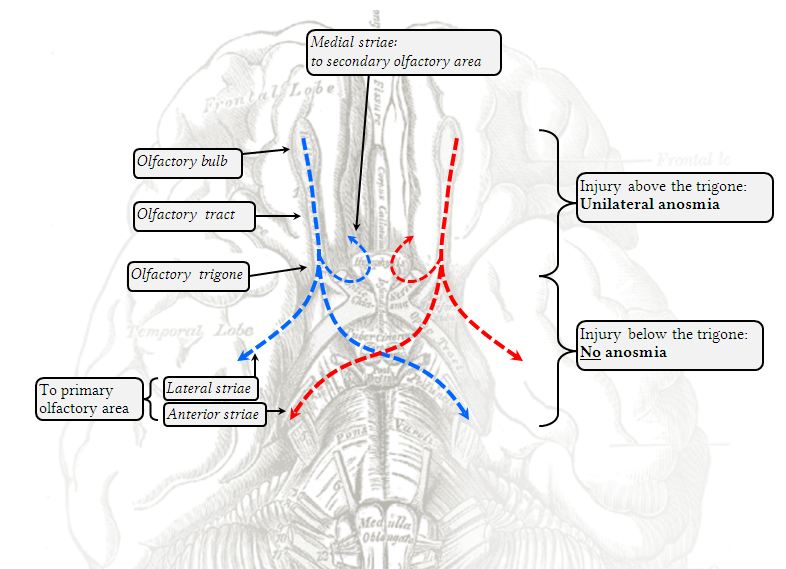 Cranial Nerves Pathways